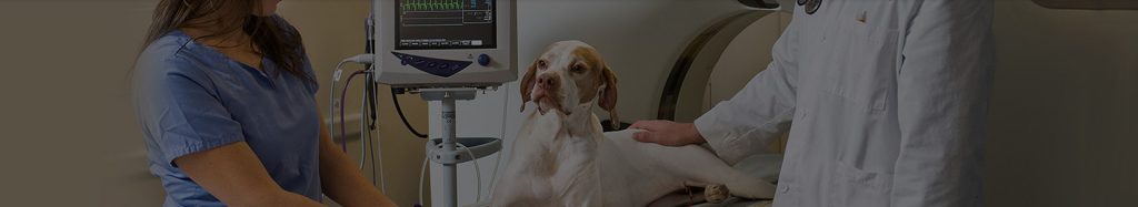 What is a Dog Neurologist | BrightCare Animal Neurology and Imaging