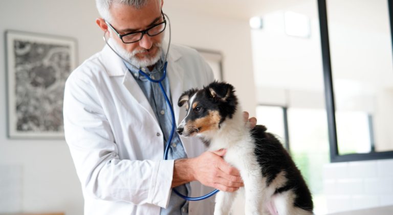 What are the Common Neurological Disorders in Dogs - Animal Neurology