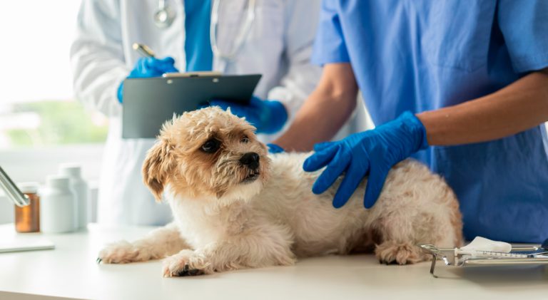 What are the Common Neurological Disorders in Dogs - Animal Neurology