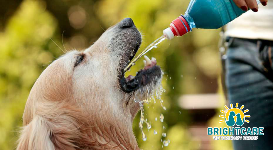 Ladera Ranch Dog Owner’s Guide to Survive Summer! - Animal ER